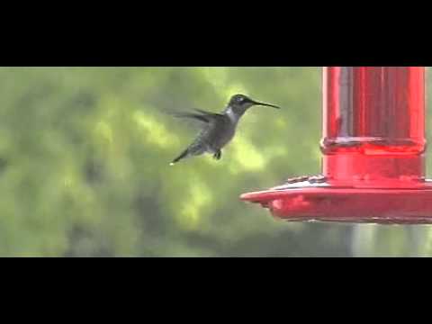 Amazing hummingbird high speed video..takes a crap in 31 milliseconds ...