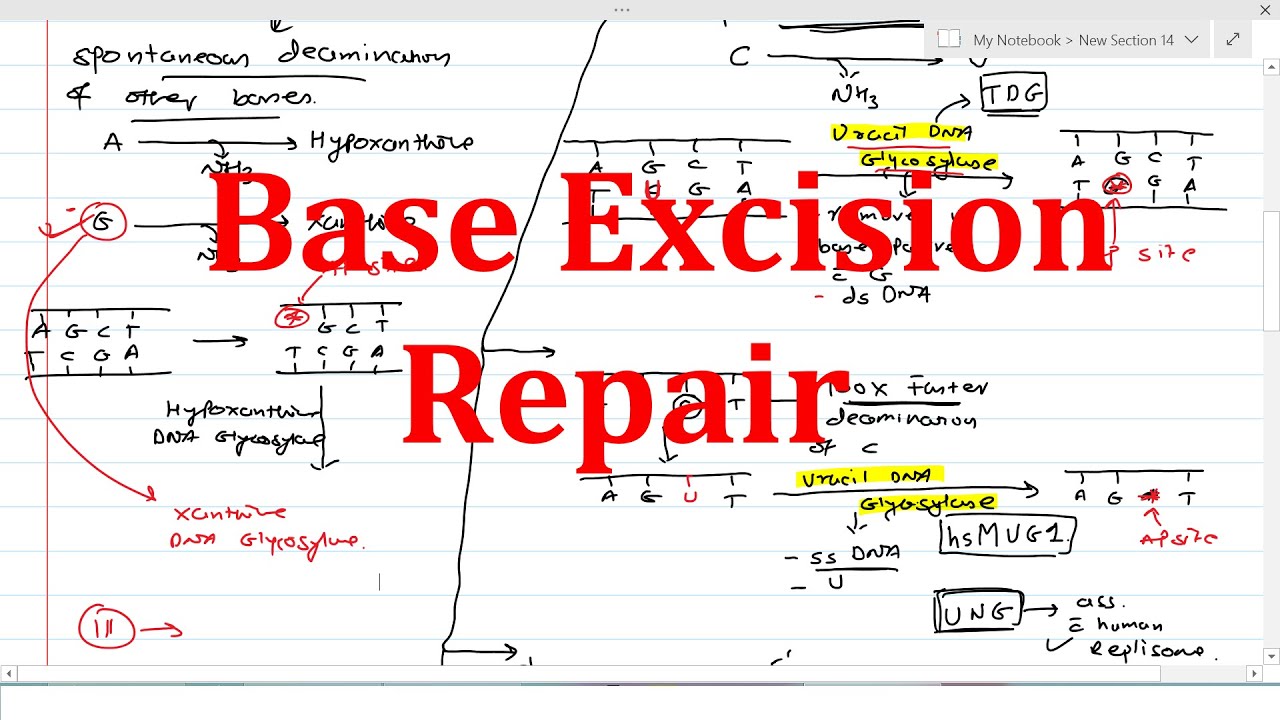 Base Excision Repair - YouTube