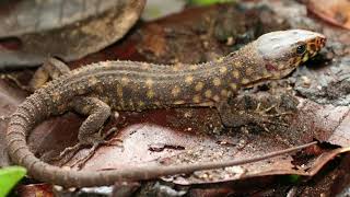 Holes Book Yellow Spotted Lizard
