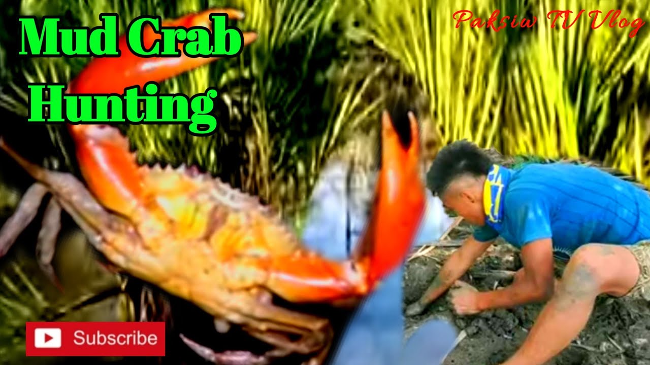 Mud Crab Hunting - Catch & Cook. - YouTube