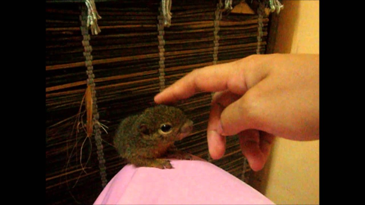 Petting a tame baby Plantain Squirrel - YouTube