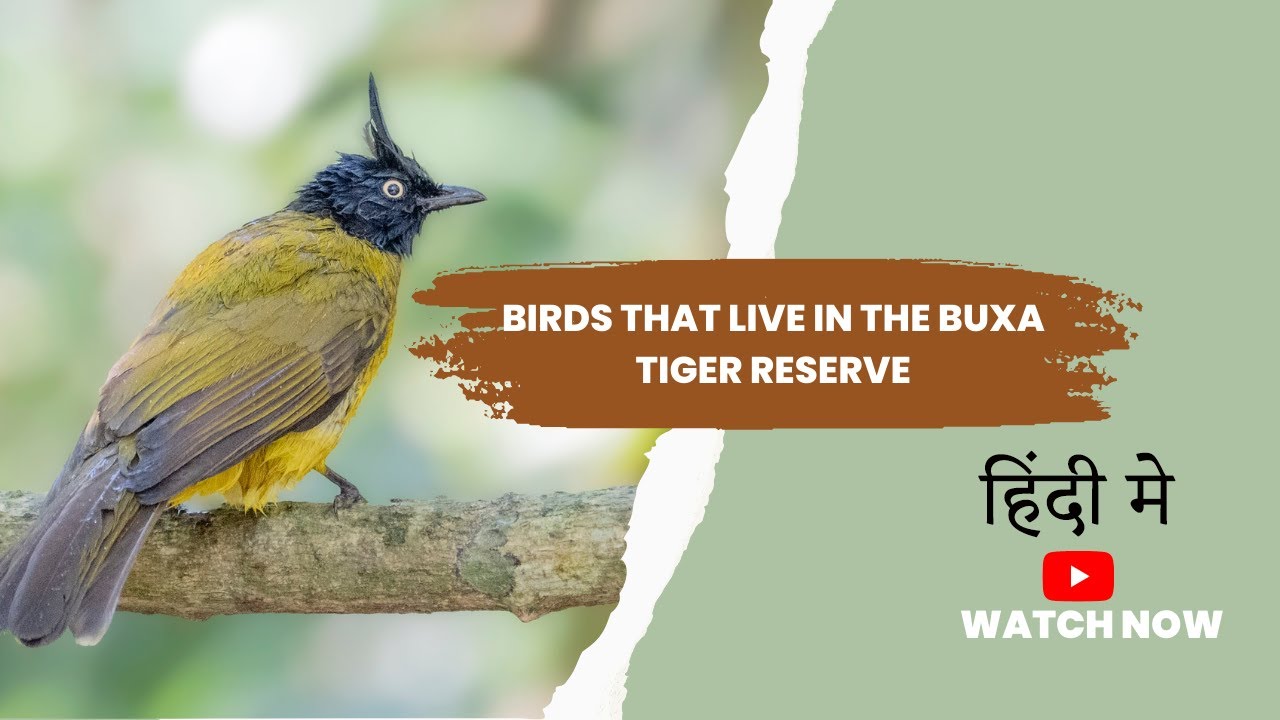 Birds of Buxa Tiger Reserve || Buxa Bird Tours || Indian birds of Buxa ...