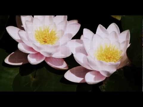 So Lotus-like By Nitai das (Neal Sorabella)