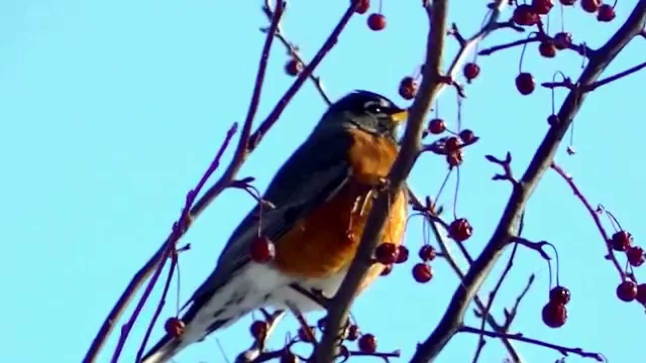 Identify This Little Bird BIRDS OF MINNESOTA Midwest Nature ! BIRDS ...
