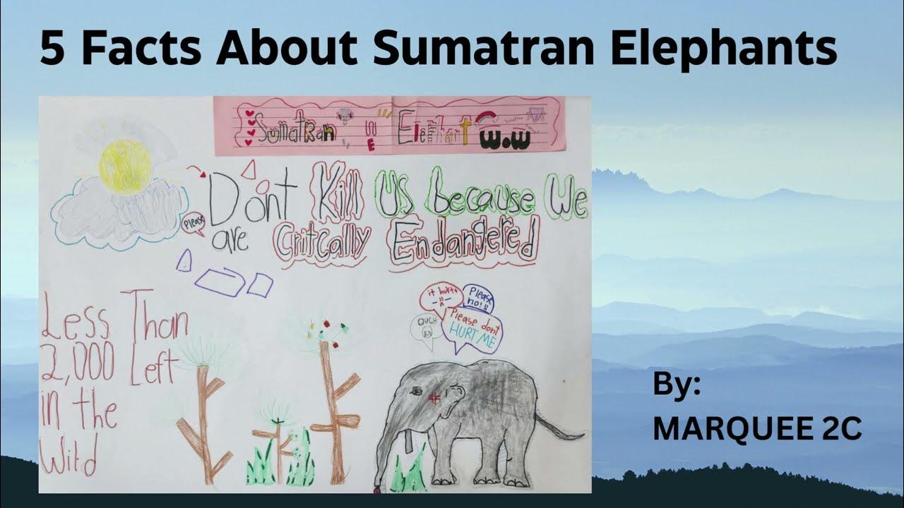5 Facts About Sumatra Elephants by Marquee 2C - YouTube