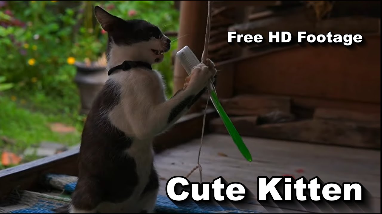 HD footage of cute kittens playing, kitten videos are free to use - YouTube