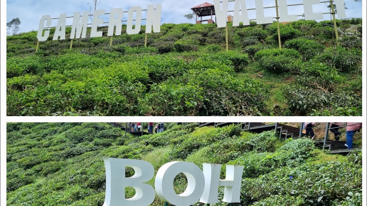 Trip to Cameron highlands | BOH tea valley | Natural scenes | Life and ...