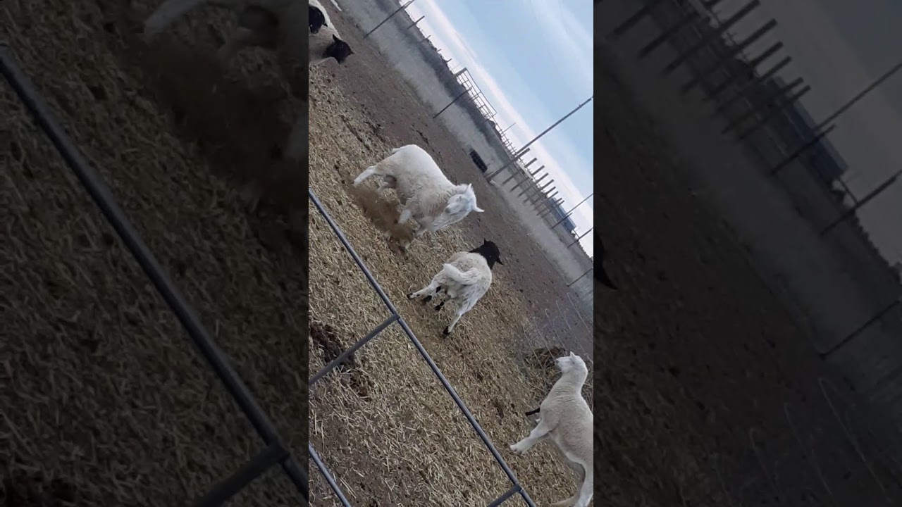 The new alpha attacks - YouTube