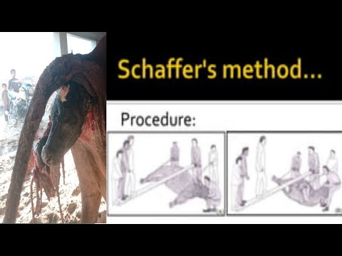 uterine Torsion in cow & buffalo | Difficult in birth | Distokia - YouTube