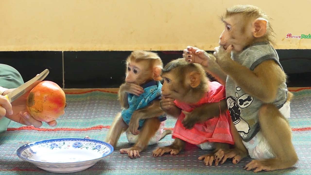 Very Interesting Three Adorable Sit Orderly Look Mom Cut Pomegranate ...