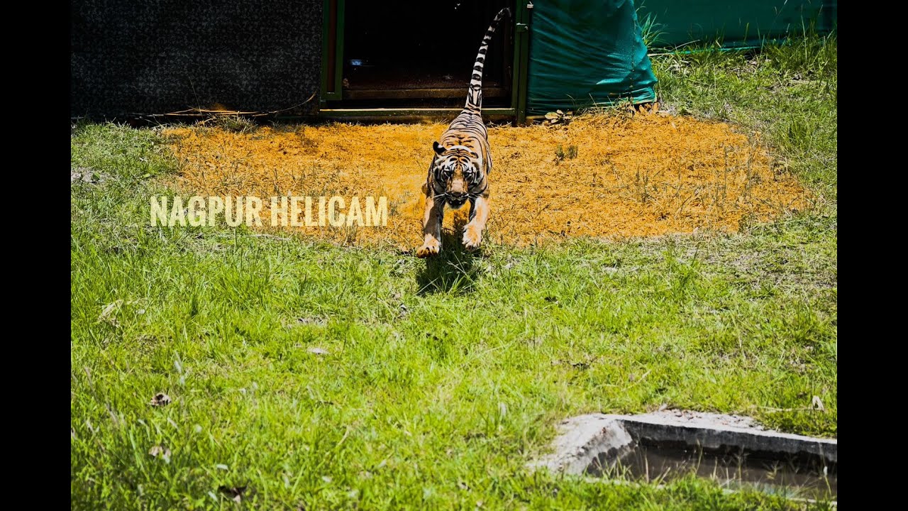 Translocation Of Tiger - YouTube