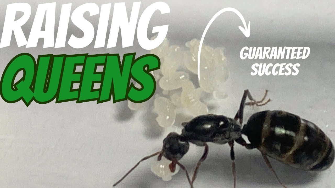 How to Raise a Queen Ant and Colony! - YouTube