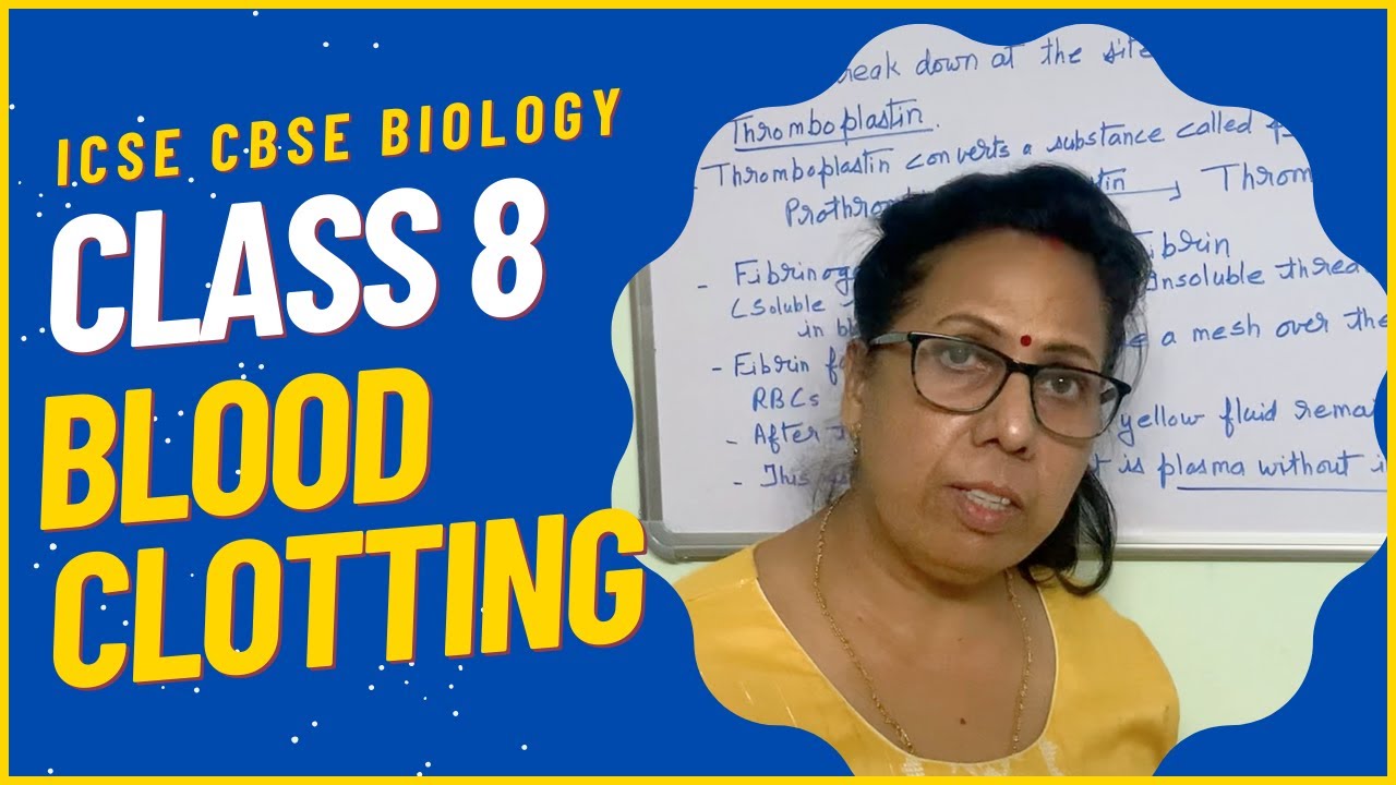 Mechanism of Blood Clotting - CIRCULATORY SYSTEM || Class 8 || Chapter ...