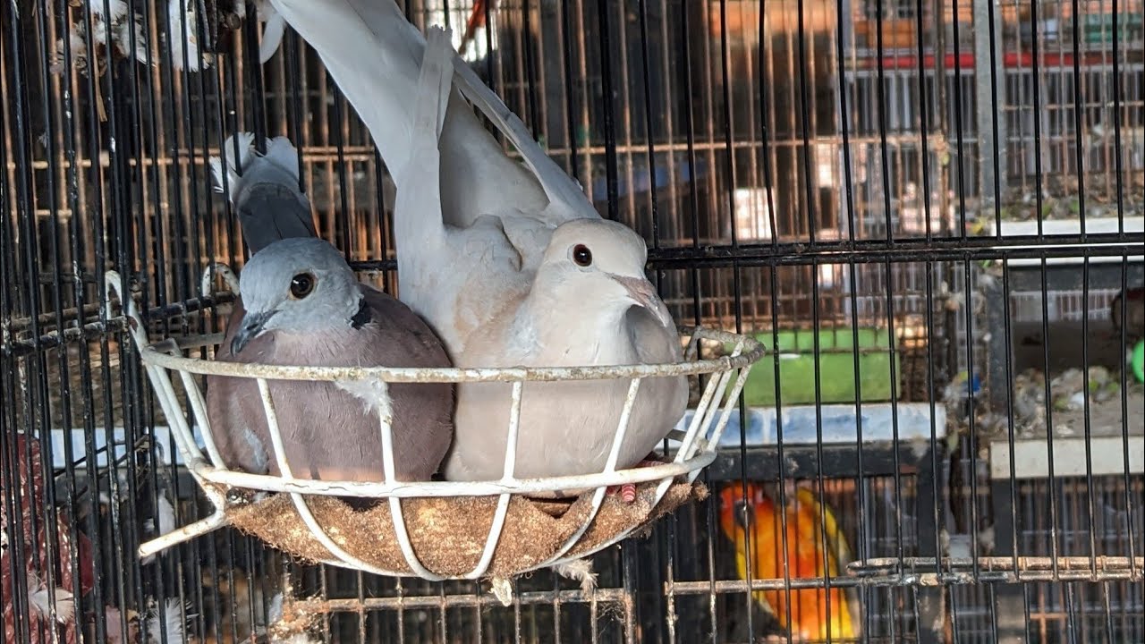 Red Turtle Dove Male x Light Ash Ring Neck Dove pairing - YouTube