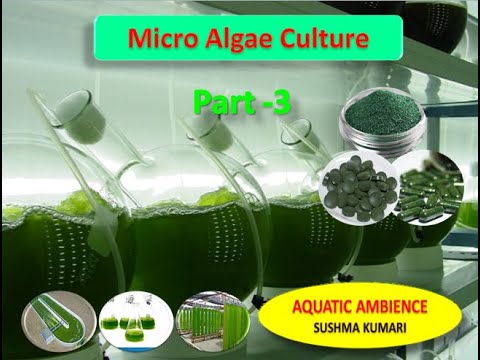 Microalgae Culture (Part - 3) - YouTube