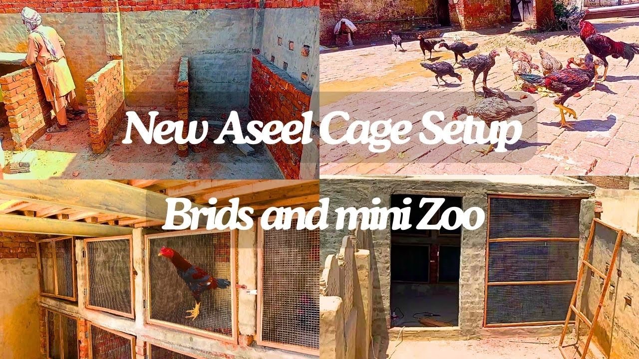 BIGGEST ASEEL CAGE Design Mistakes to AVOID in 2025 - YouTube