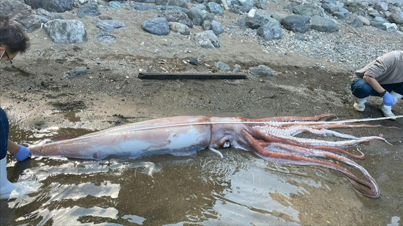 Un calamar géant s'échoue au Japon | AFP - YouTube