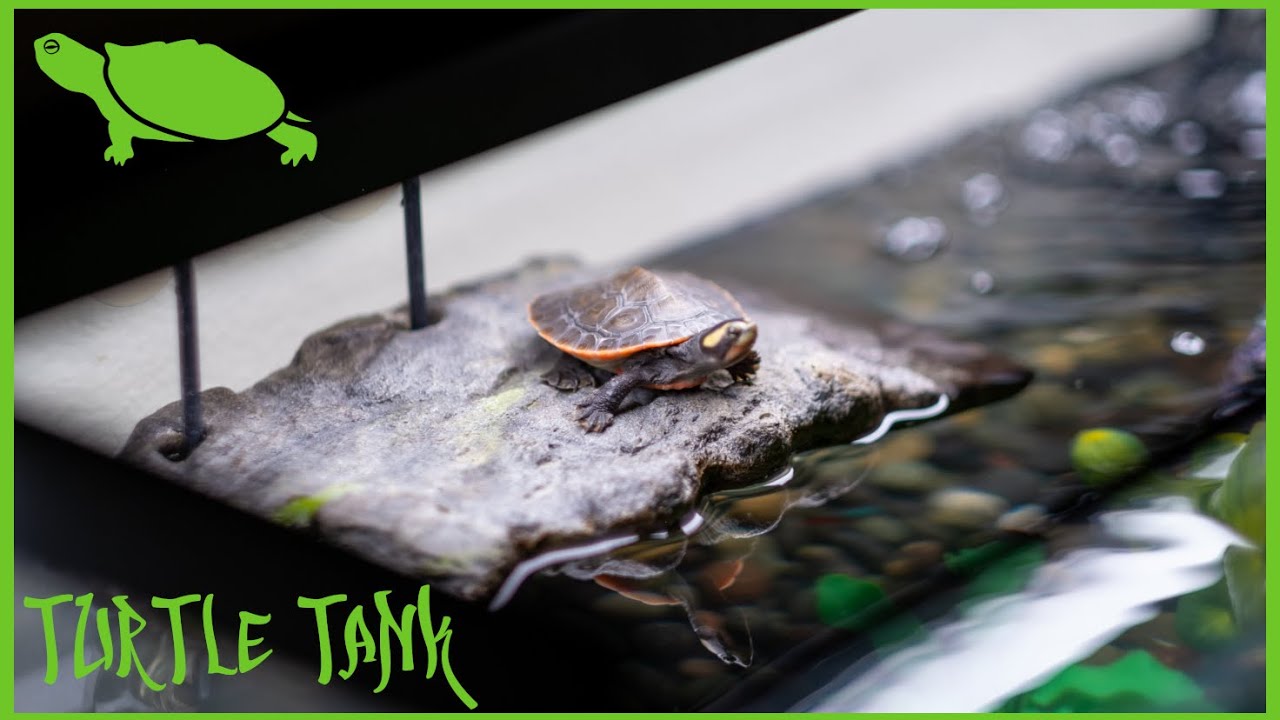 Turtle Tank Set Up - YouTube