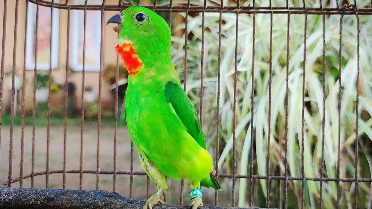 Serindit Rintik Trotol Gacor Main Singa Suara Bervariasi - Pancingan ...