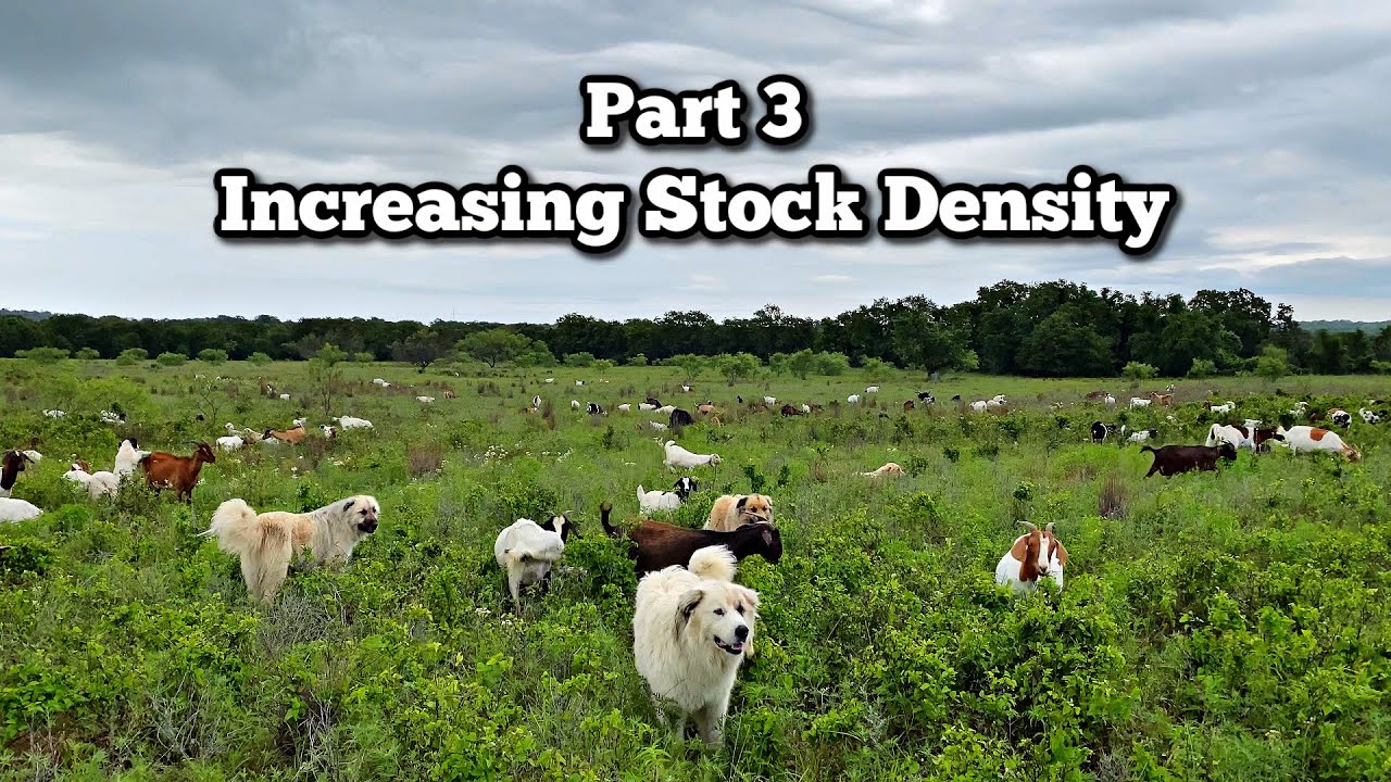 Part 3 - Increasing Stock Density - YouTube