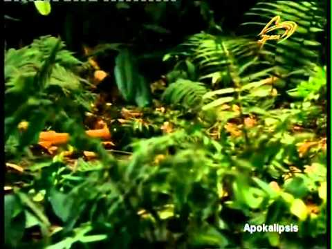 yaquar pencesi 1 ci hisse