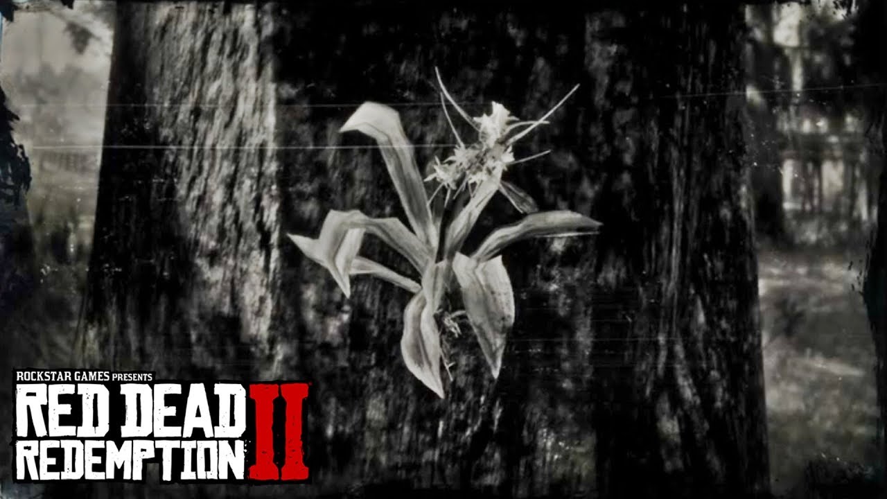 RED DEAD REDEMPTION 2 - Spider Orchid Location - YouTube
