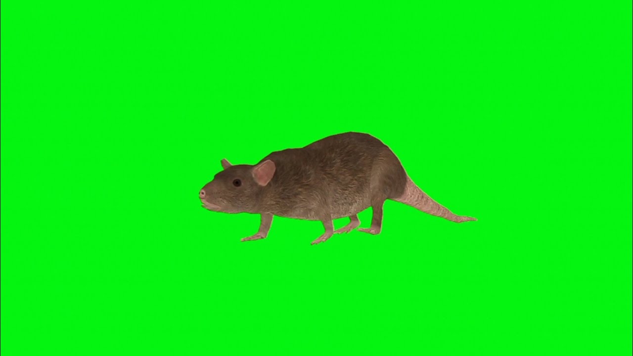 Rat Green Screen Video | Green Screen Rat Walking, Idle Different Side ...