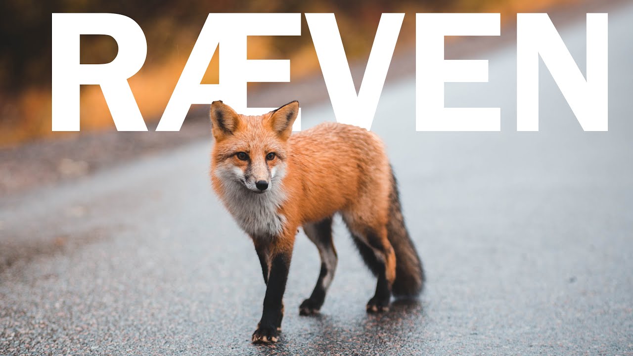 Ræven i Danmark // Danske dyr / Naturformidling, dansk naturfilm - YouTube