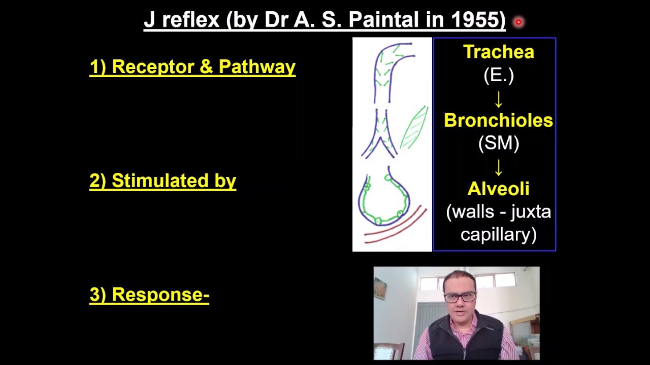 J - Reflex and its role in Regulating of Respiration - YouTube