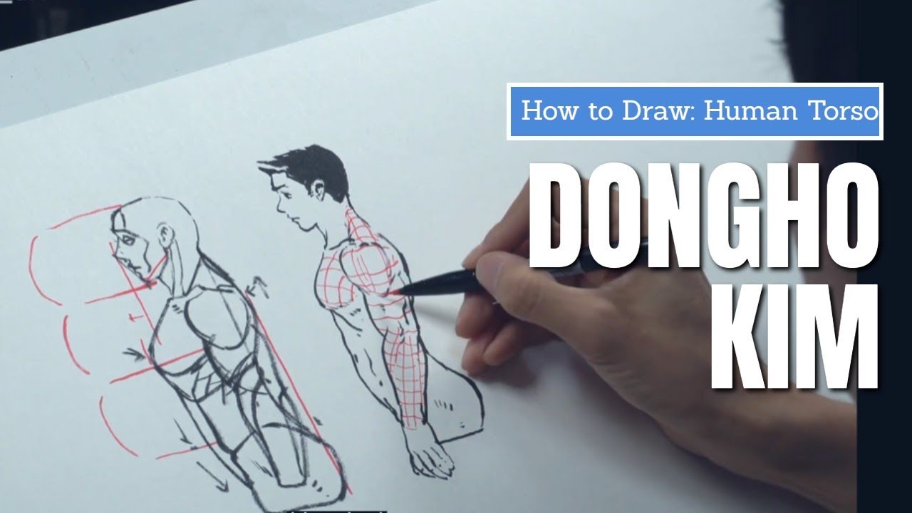 How to Draw the Human Torso - YouTube