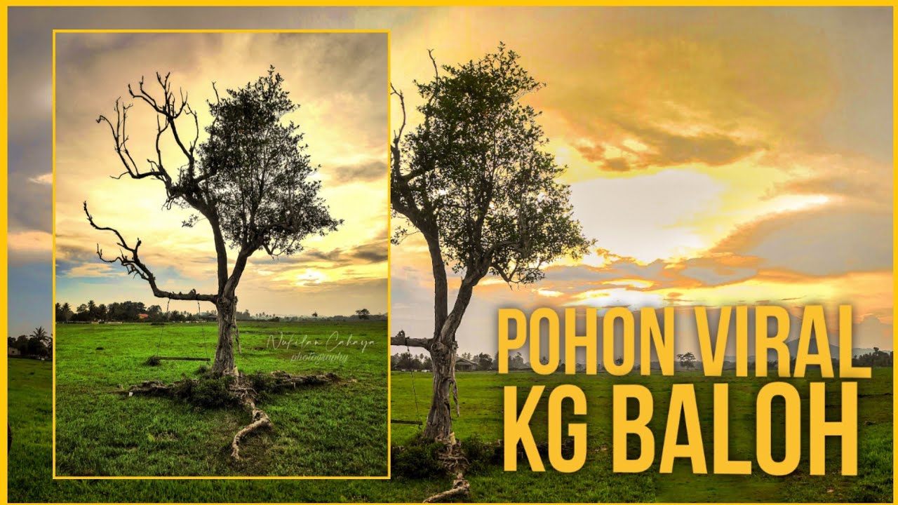 POHON VIRAL KG BALOH - YouTube