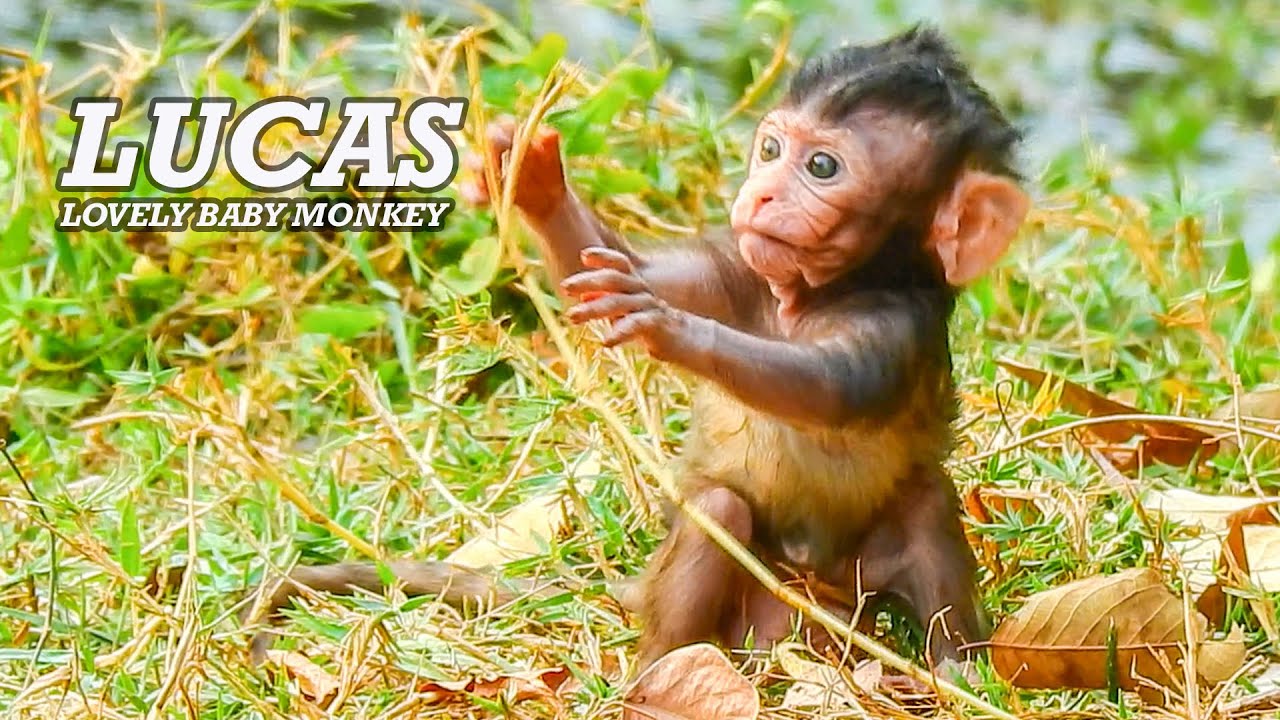 Lucas is handsome baby monkey & lovely baby monkey, he has looked after ...