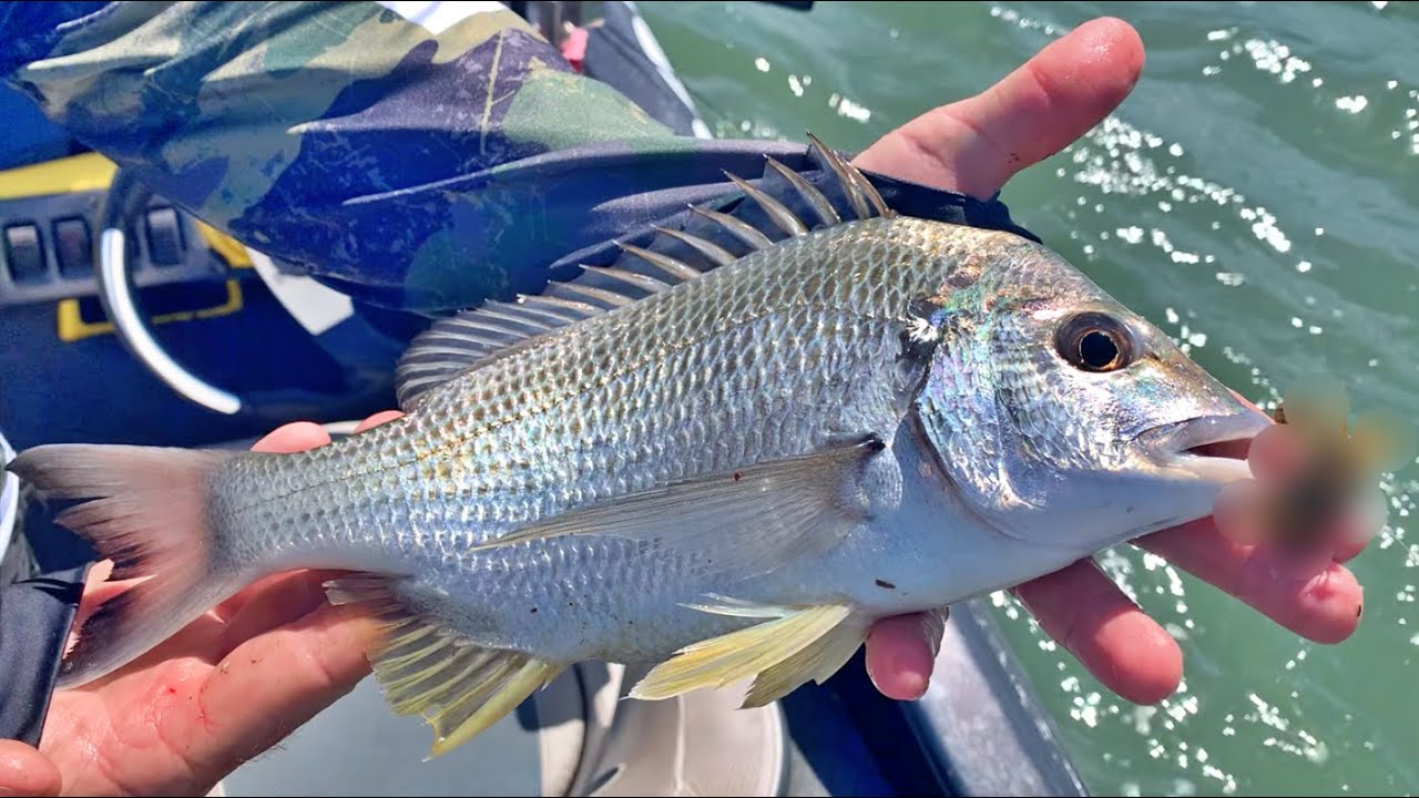 Bream Fishing With Soft Lures - YouTube