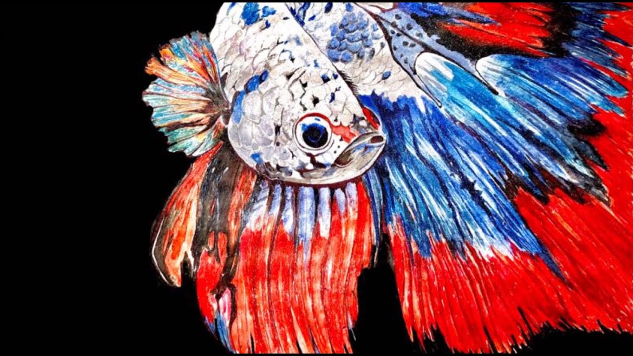 Drawing realistic betta fish , you will watch colours spread through ...