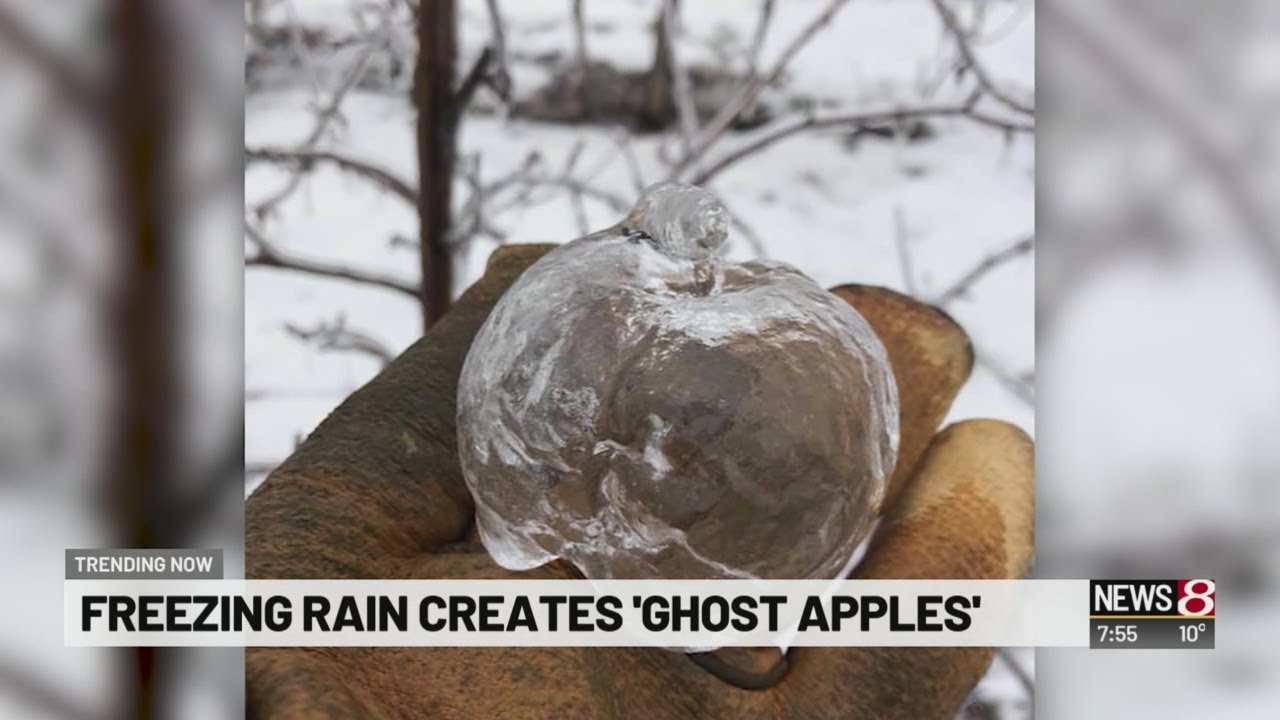 "Ghost apples" appear after orchard freezes - YouTube