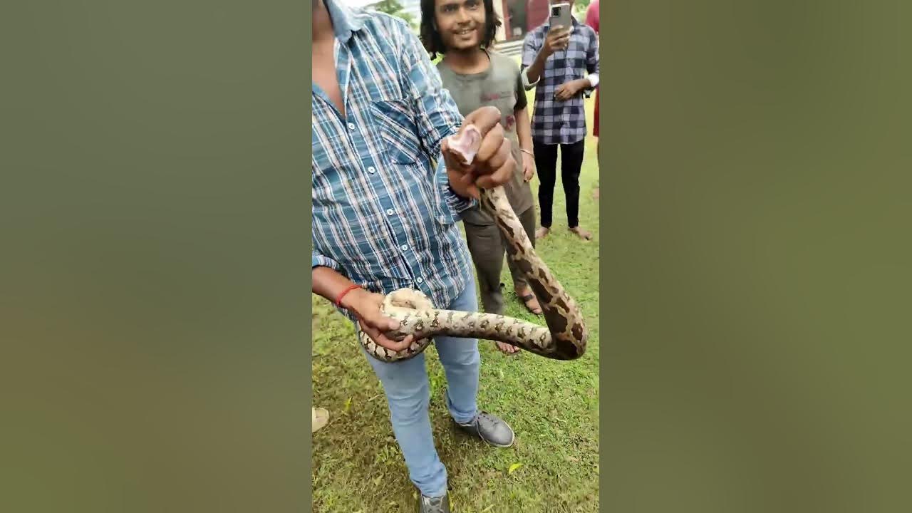 कौवा नाल शिव मंदिर अनपरा मैं मिला #indian rock Python# अजगर बिल्कुल ...