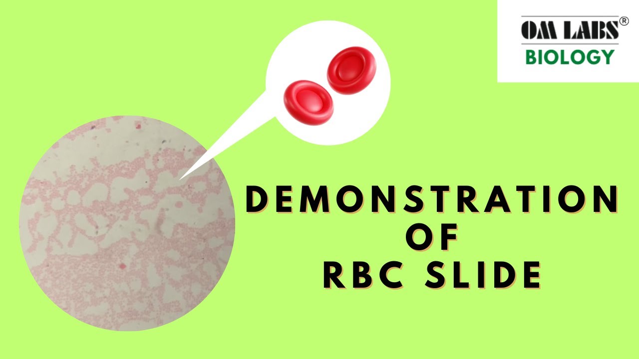 Demonstration of RBC Slide | Cell Biology | Biology | OM LABS BIOLOGY ...