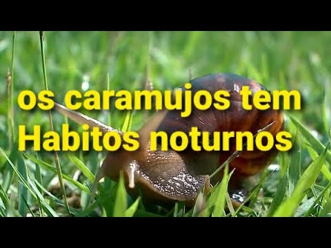 caramujos - YouTube