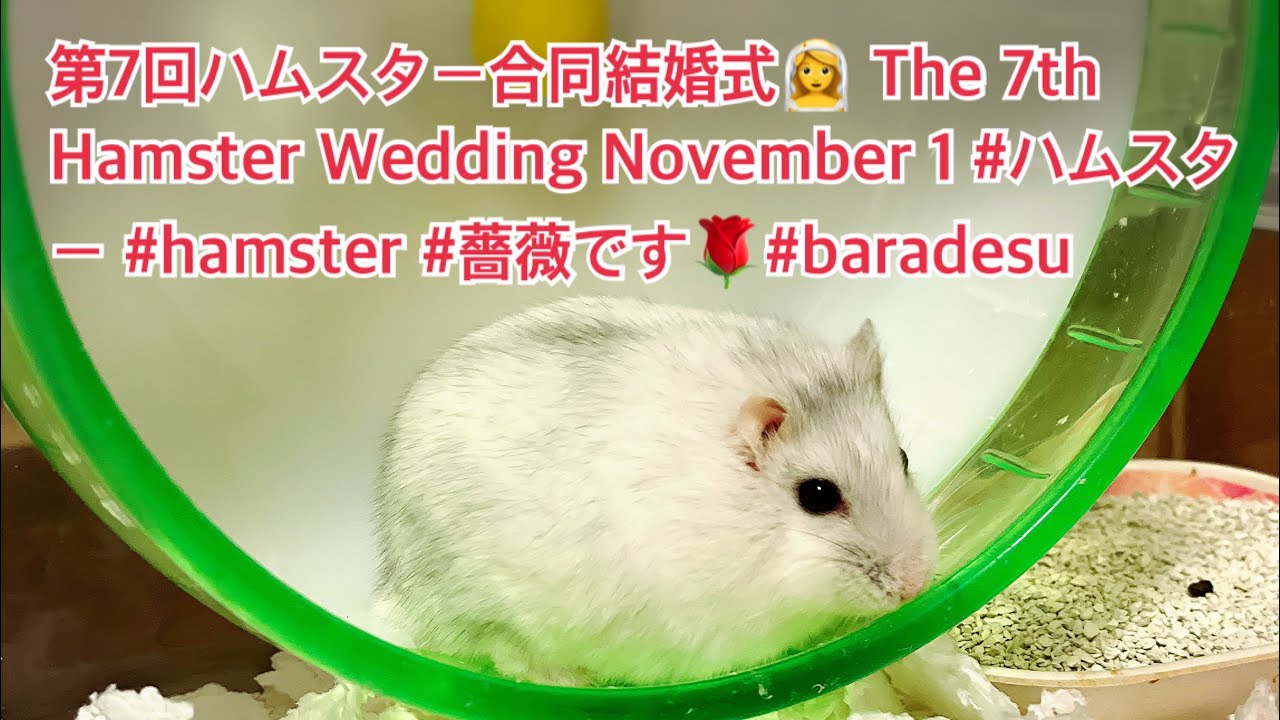 第7回ハムスター合同結婚式👰‍♀️ The 7th Hamster Wedding November 1 #ハムスター #hamster ...