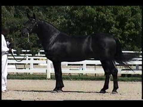 Irish Draught Horse Stallion - YouTube