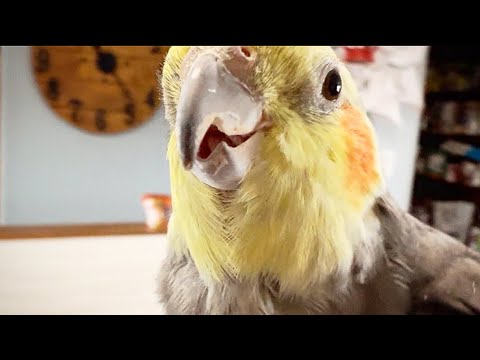 The Friday song! 🎶 - YouTube