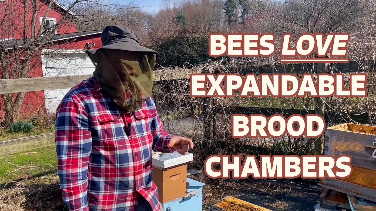 Using A Follower Board To Match Hive Space To Colony Size - YouTube