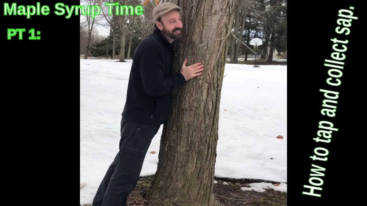How to Tap a Maple Tree: Making maple syrup pt1. - YouTube
