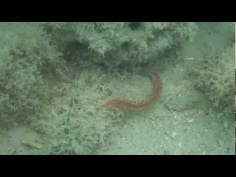 Centipede in the Ocean - YouTube
