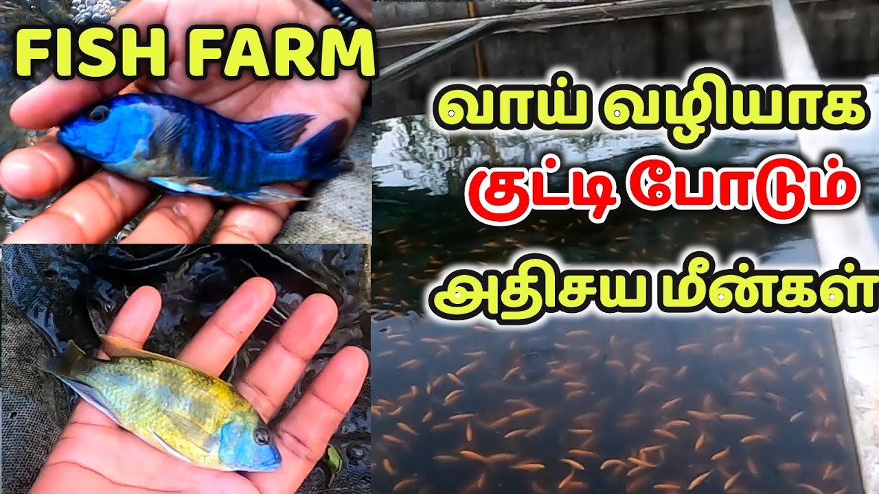 FISH FARM/வாய் வழியாக குட்டி போடும் அதிசய மீன்/COLOUR FISH BREEDING ...