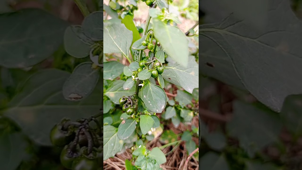 makoy ka paudha Kaisa Hota Hai pet ke fayde ke liye - YouTube