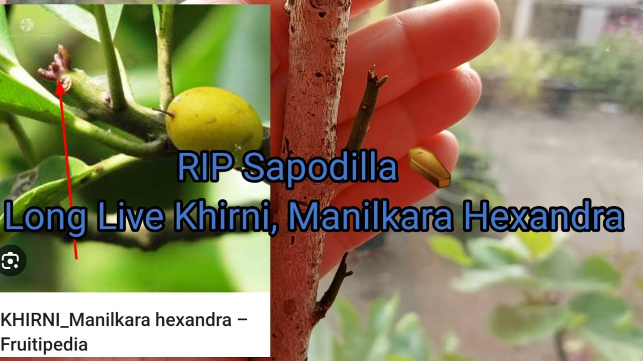 RIP Sapodilla/Shofeda ⚰️ Long Live Khirni, Manilkara Hexandra - YouTube