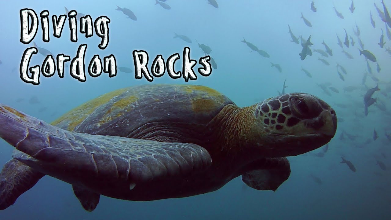 Galapagos Scuba Diving-Day3/5: Gordon Rocks-what to expect? - YouTube