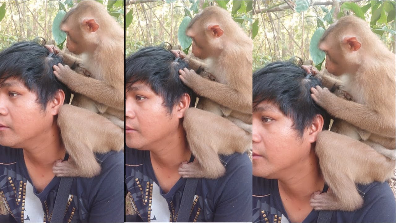 Monkey Lizza grooming for Mr. Sari and hugging baby monkey Mateo ...