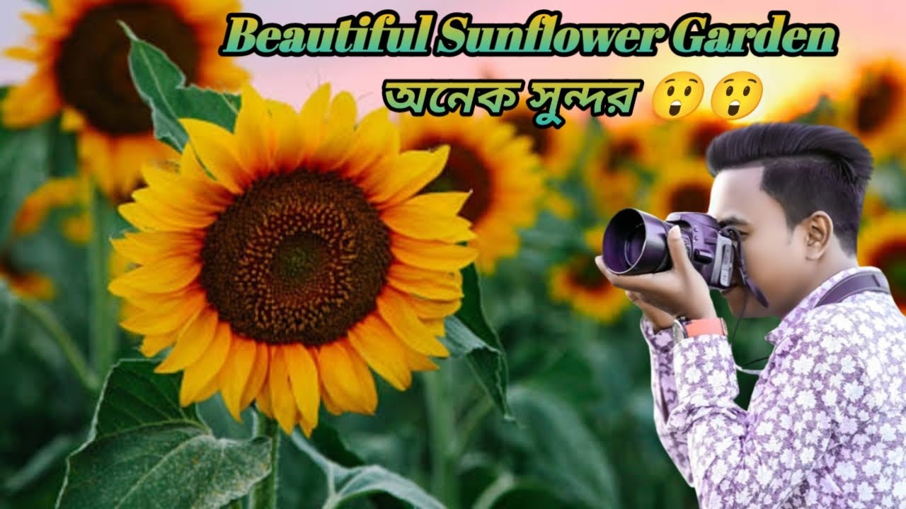 how to sunflower editing video surjomukhi full সূর্যমুখী ফুলের বাগানের ...